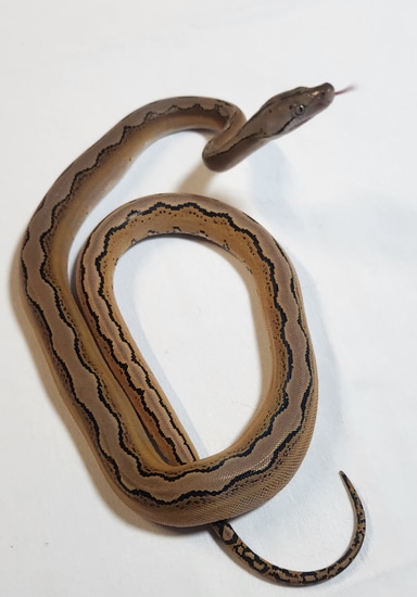 Platinum Motley Reticulated Python by Monster Pythons