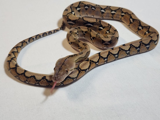 Platinum Reticulated Python by Monster Pythons