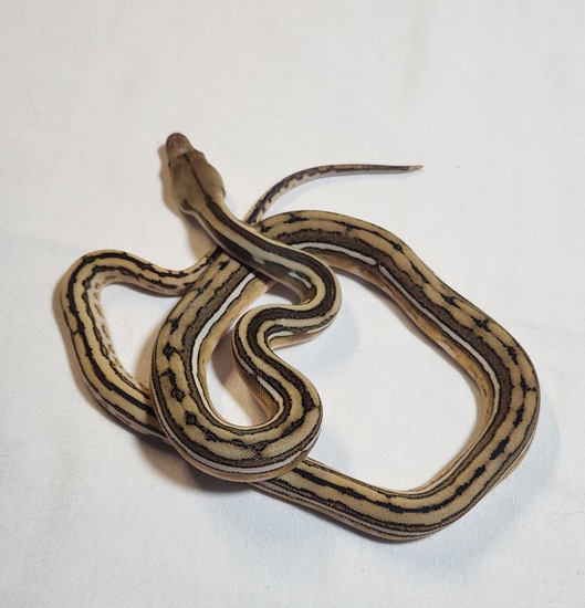 Phantom Tiger 100% Amel Reticulated Python by Monster Pythons