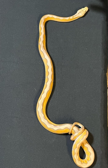 Platinum Orange Glow Albino Motley Reticulated Python by Monster Pythons
