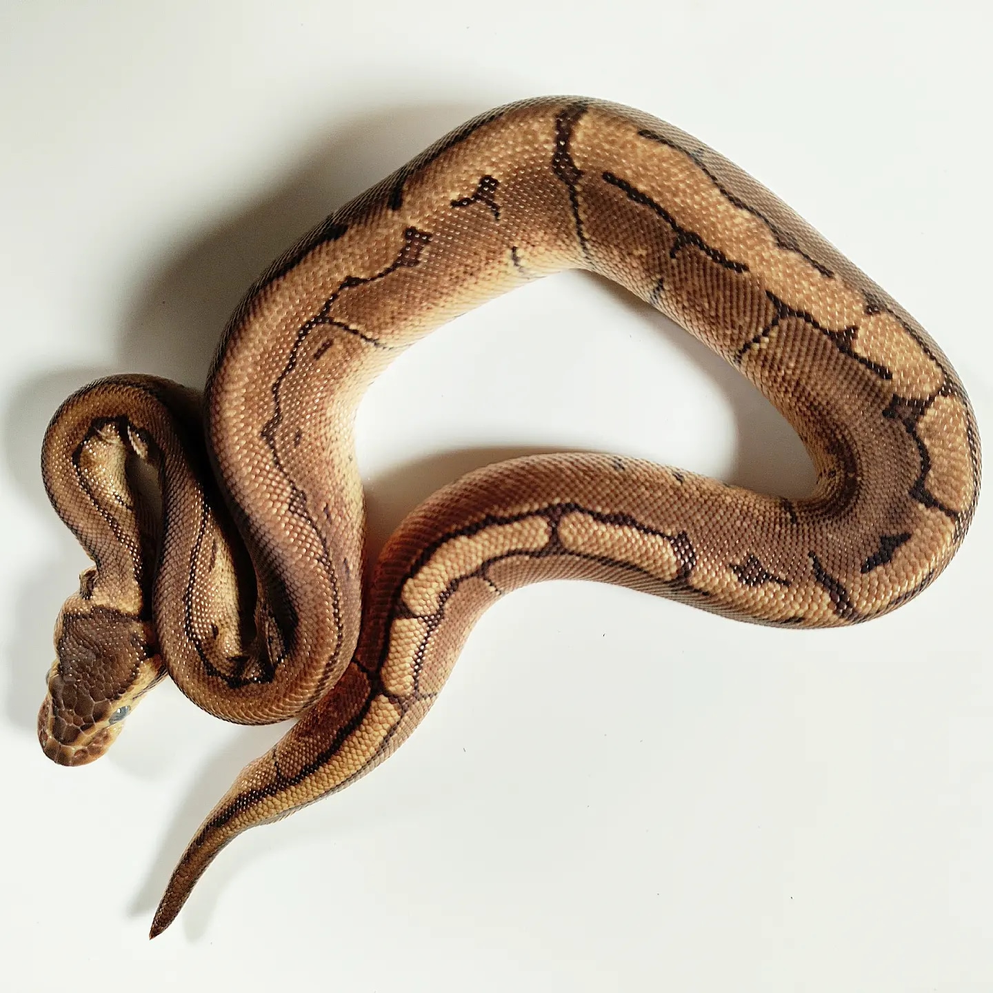 Pinstripe Prob Enchi Ball Python by Monster Ranch Exotics - MorphMarket