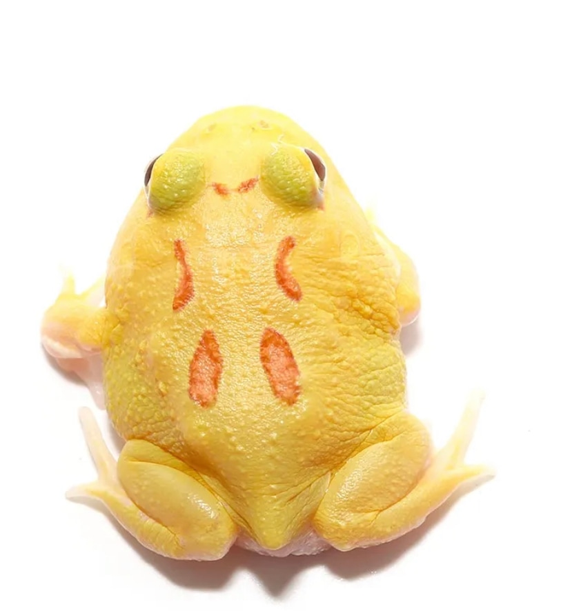 Pikachu Yellow Pacman Pacman Frog by Primal Zoo - MorphMarket
