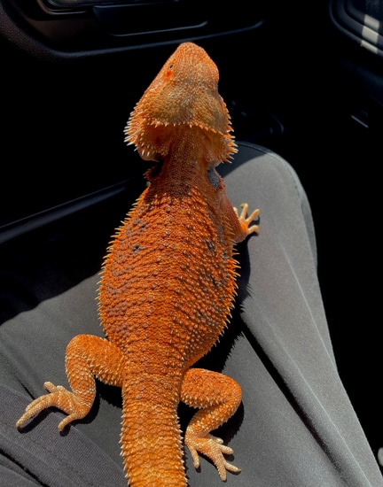 Red Het Hypo Het Translucent Bearded Dragon Central Bearded Dragon by ...