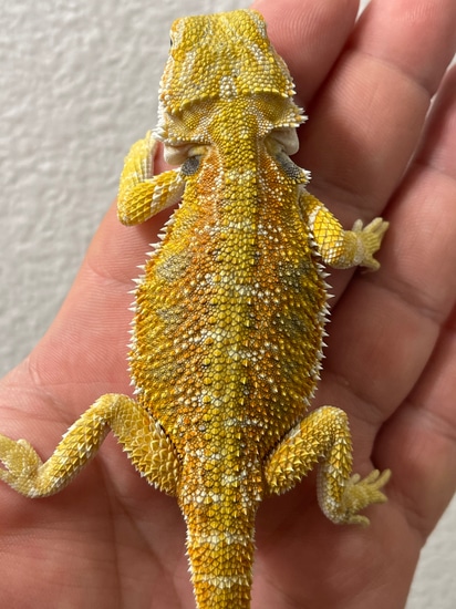 Bearded Dragon Central Bearded Dragon by Primal Zoo