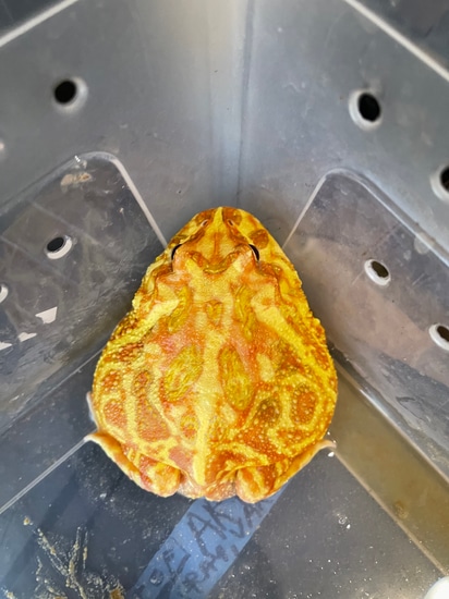 Albino Pac-Man Frog Pacman Frog by Primal Zoo