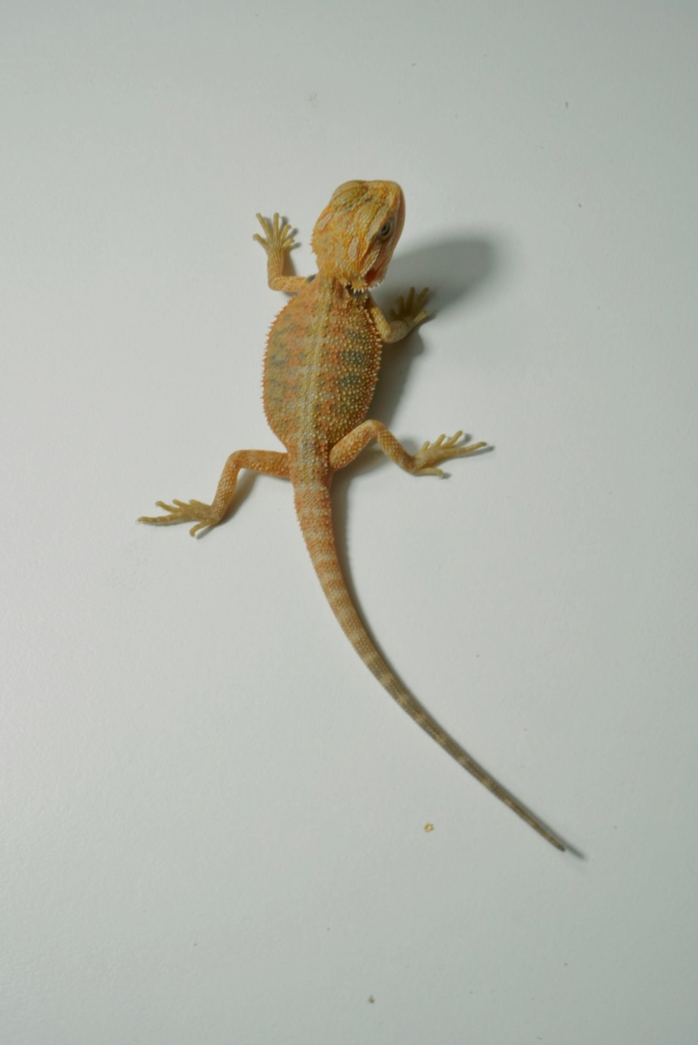 Orange Tiger Bar Central Bearded Dragon by Primal Zoo - MorphMarket