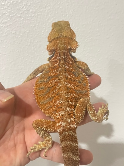 Red Bearded Dragon Central Bearded Dragon by Primal Zoo