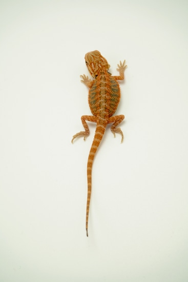 Orange Hypo 66% Trans Tiger Bar Leather Central Bearded Dragon by ...
