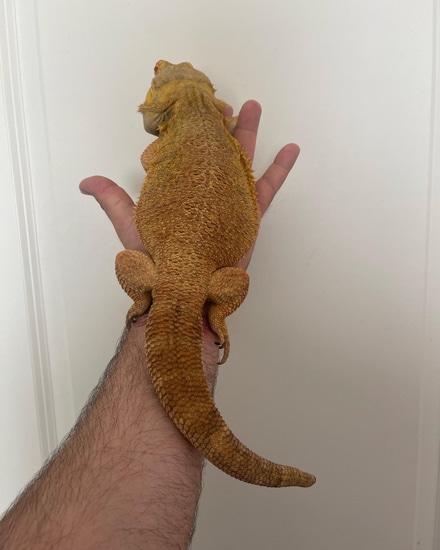 Yellow Bearded Dragon Central Bearded Dragon by Primal Zoo