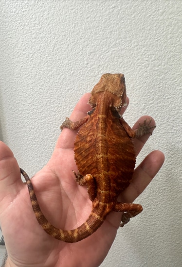 Red Bearded Dragon Translucent Central Bearded Dragon by Primal Zoo