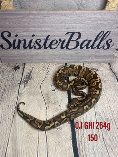 GHI Ball Python by SinisterBalls