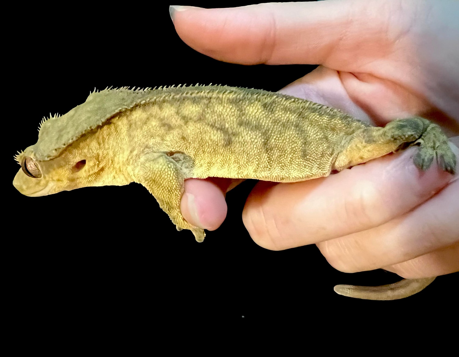 50% Het Axanthic (AE) Male FREE SHIPPING Crested Gecko by Gexotix ...