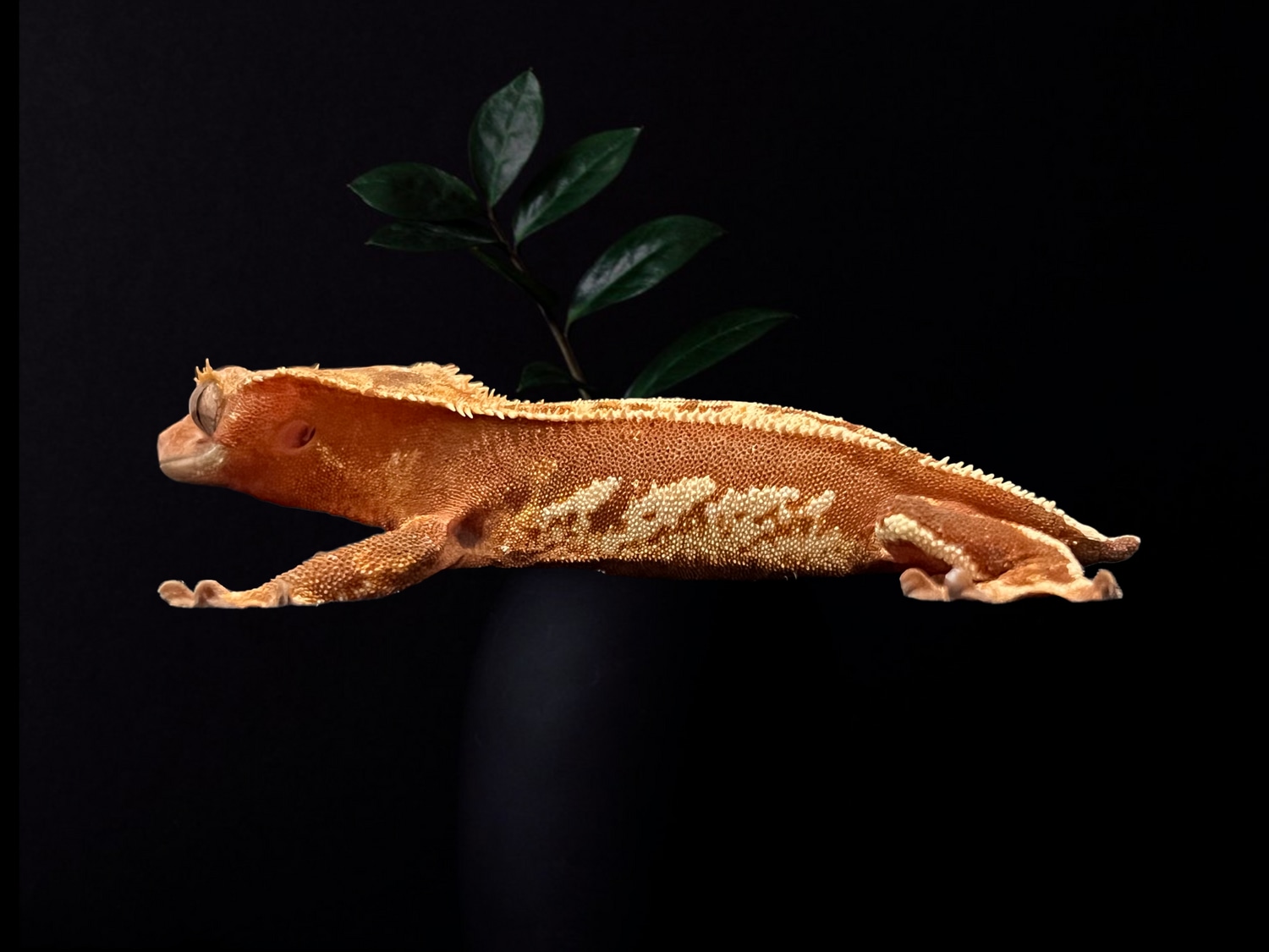Red With Cream FREE SHIPPING Crested Gecko by Gexotix - MorphMarket