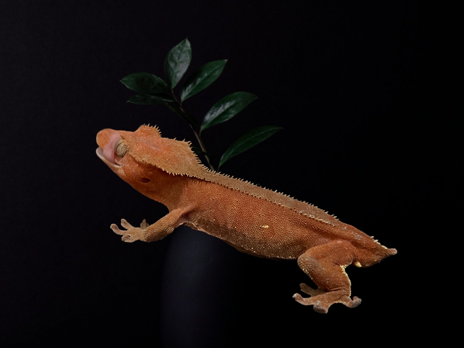 BOGO! Red Bicolor FREE SHIPPING Crested Gecko by Gexotix - MorphMarket