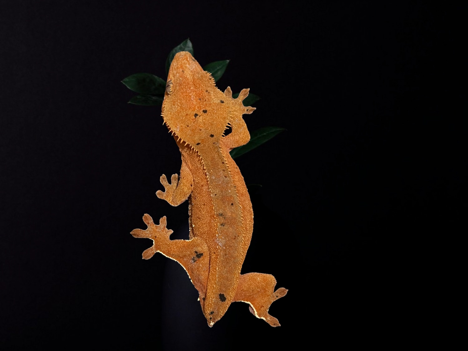 BOGO $70 OFF! Red Bicolor FREE SHIPPING Crested Gecko by Gexotix ...