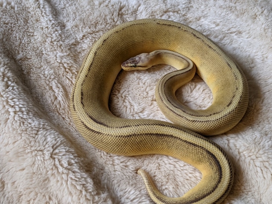 2019 Adult Female! Super Pastel Genetic Stripe Dinker (Poss Het Orange ...