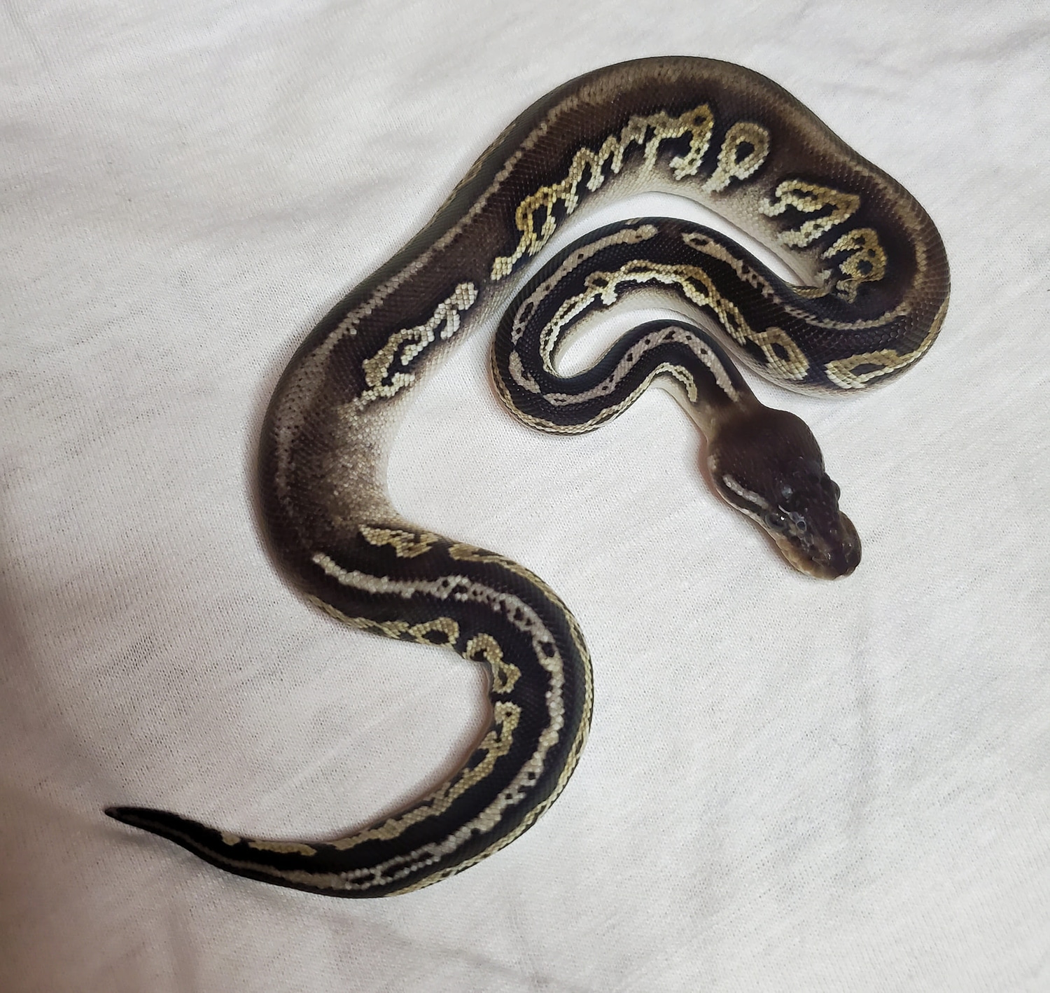 BlackHead Black Pewter Poss Enchi Het Hypo Ball Python by The_Scales ...