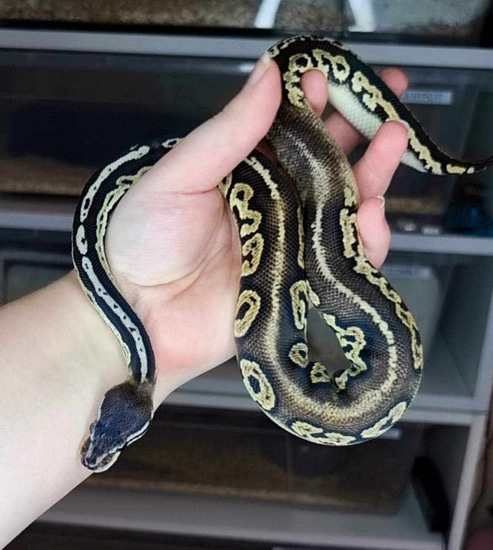 BlackHead Black Pewter Poss Enchi Het Hypo Ball Python by The_Scales_Bakery