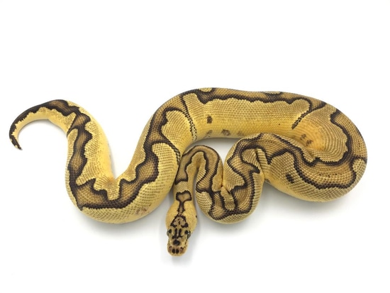 Pastel Enchi Clown Ball Python by Moonlight Exotic Morphs