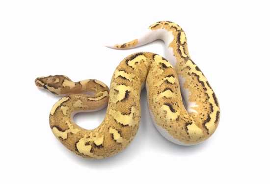 Disco Inferno Enchi Yellowbelly Ball Python by Moonlight Exotic Morphs