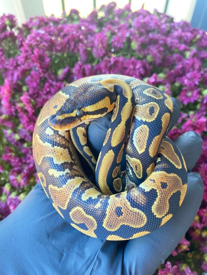 Yellowbelly Het Clown Ball Python by Moonlight Exotic Morphs