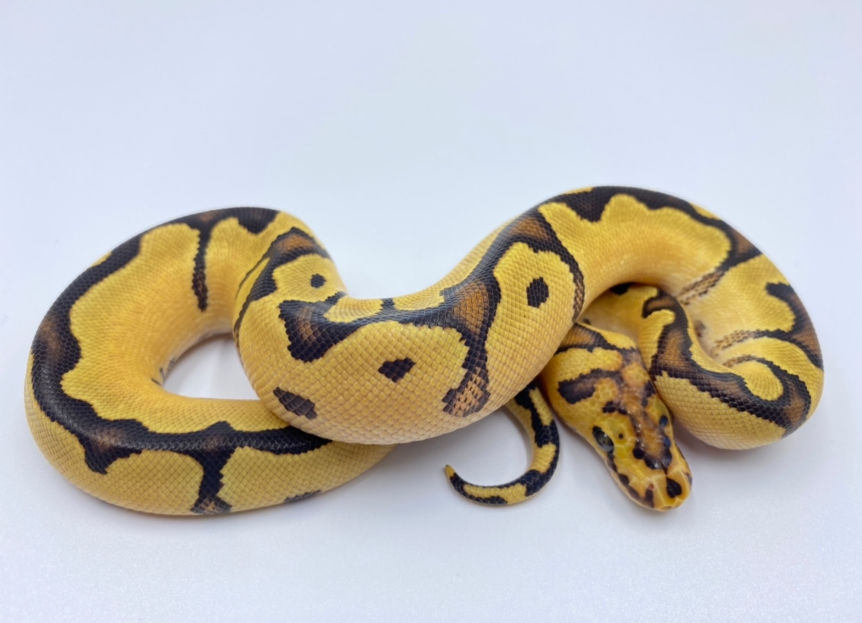 Orange Dream Fire Clown Ball Python by Moonlight Exotic Morphs ...