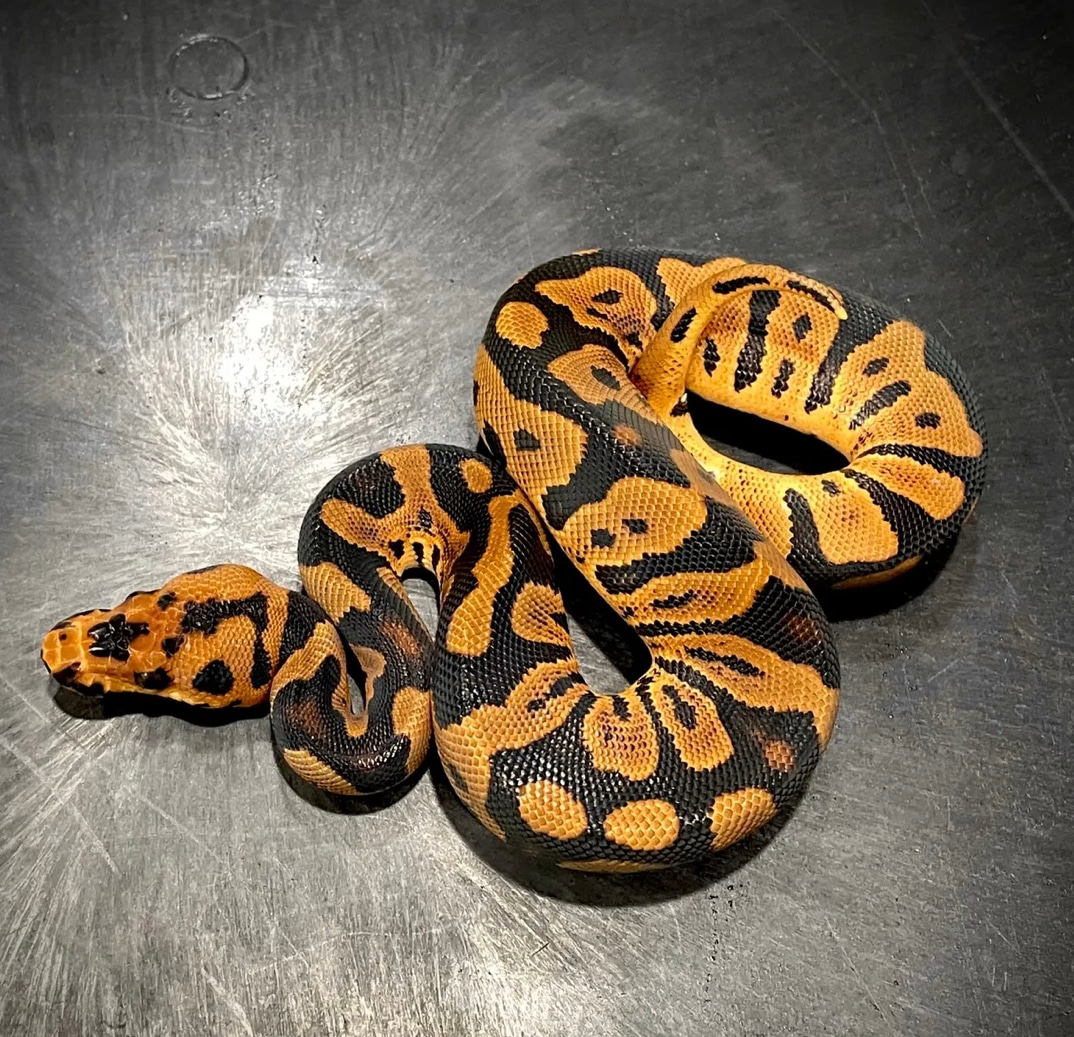 Confusion Clown Ball Python by Moonlight Exotic Morphs - MorphMarket