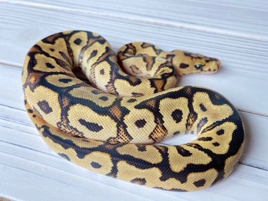 Fire Spotnose Clown Ball Python by Moonlight Exotic Morphs