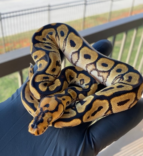 Spotnose Clown Ball Python by Moonlight Exotic Morphs