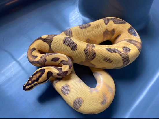 ODYB Fire Enchi Leo Het Clown Ball Python by Moonlight Exotic Morphs