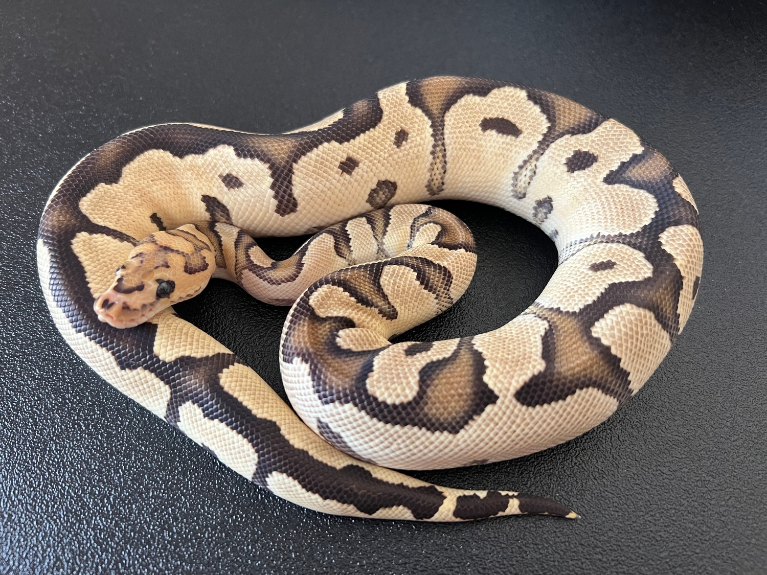 Fire Clown Ball Python by Moonlight Exotic Morphs - MorphMarket
