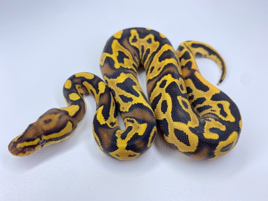 Fire Leopard Het Clown Ball Python by Moonlight Exotic Morphs