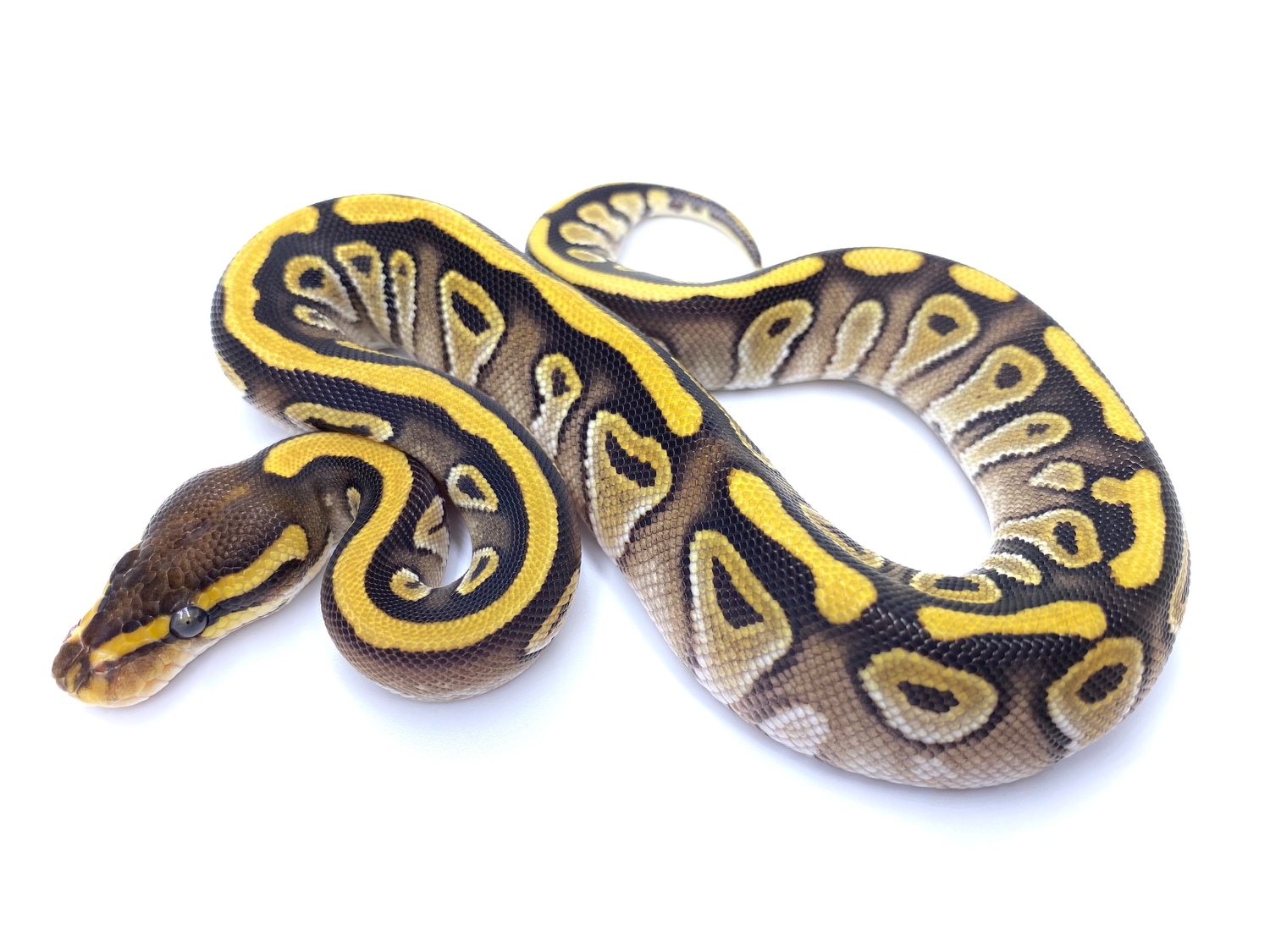 Mojave Het Clown Ball Python by Moonlight Exotic Morphs - MorphMarket