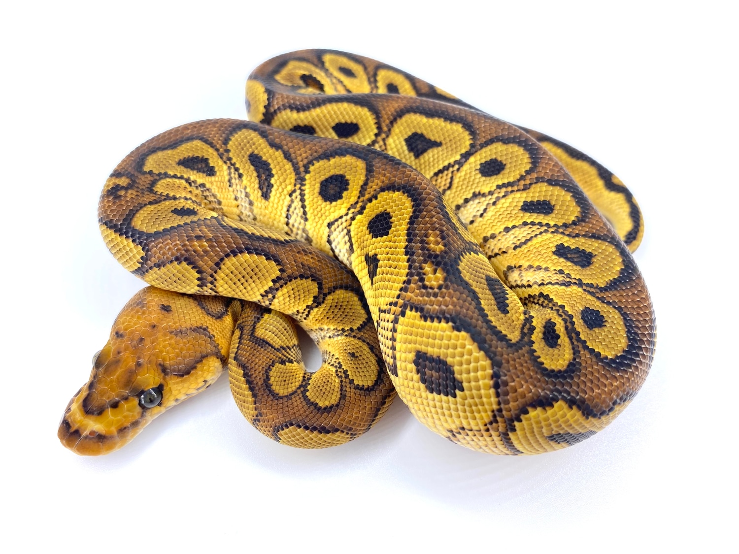 Clown Ball Python by Moonlight Exotic Morphs - MorphMarket