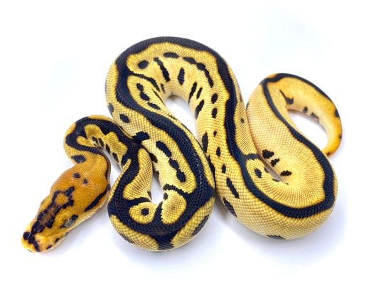 Orange Dream Batman Ball Python by Moonlight Exotic Morphs