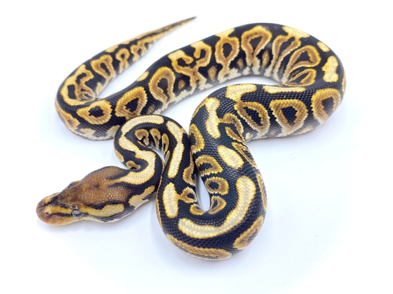 Black Pastel Spotnose Het Clown Ball Python by Moonlight Exotic Morphs