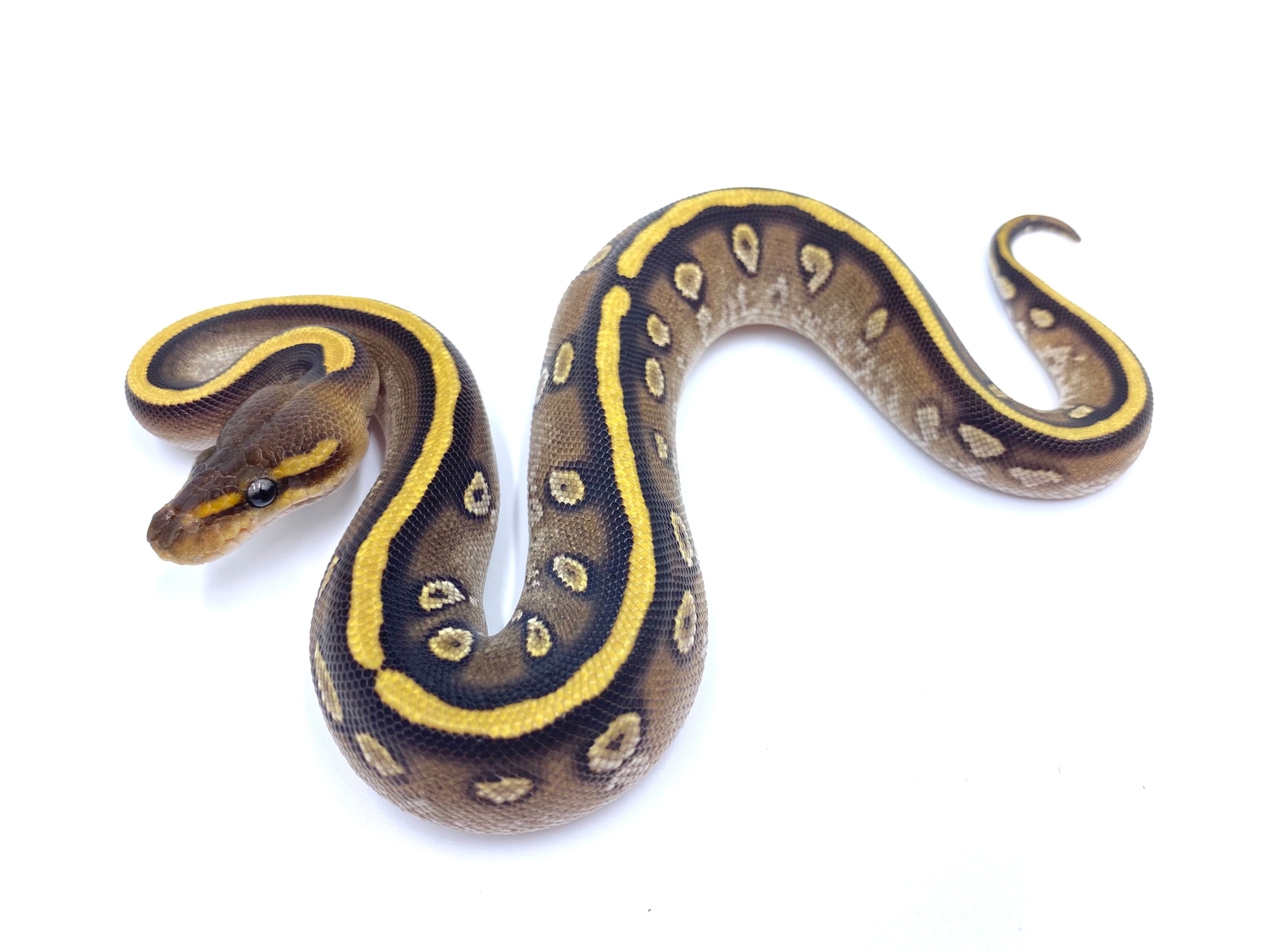 Mahogany Mojave Het Clown Ball Python by Moonlight Exotic Morphs - MorphMarket