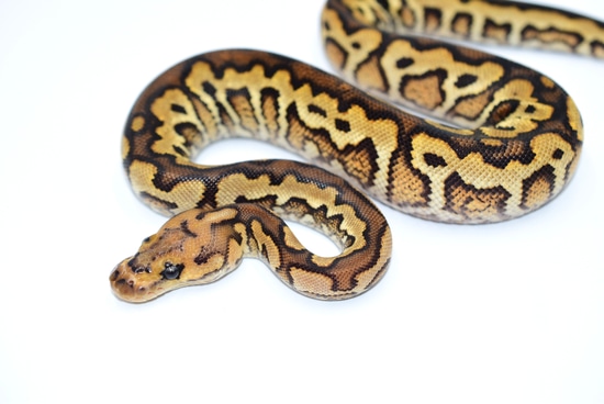 Redstripe Black Pastel Spotnose Clown Ball Python by Moonlight Exotic Morphs