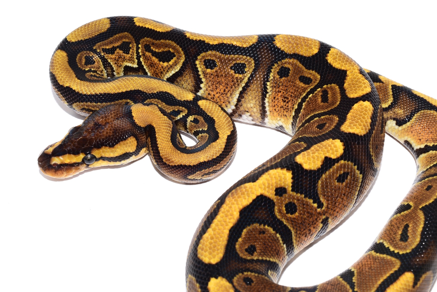 Fire Het Clown Ball Python by Moonlight Exotic Morphs - MorphMarket
