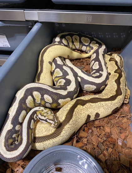 Desert Ghost Spotnose Yellowbelly Ball Python by Moonlight Exotic Morphs