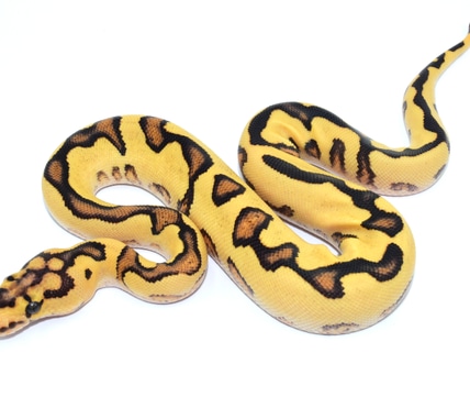 Pompeii CRYPTON Ball Python by Moonlight Exotic Morphs - MorphMarket