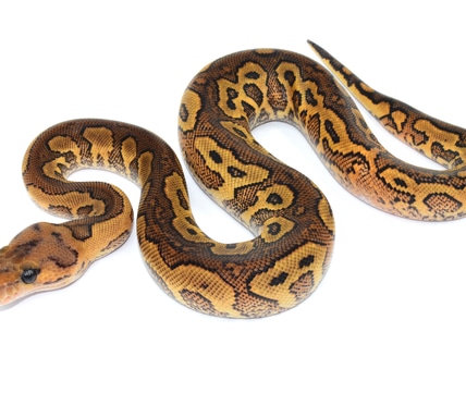 Pompeii CRYPTON Ball Python by Moonlight Exotic Morphs - MorphMarket