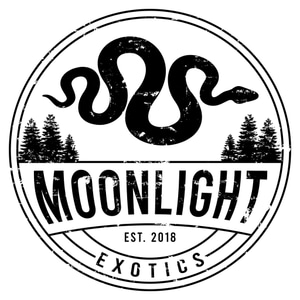 Pompeii CRYPTON Ball Python by Moonlight Exotic Morphs - MorphMarket