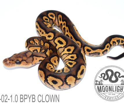 Pompeii CRYPTON Ball Python by Moonlight Exotic Morphs - MorphMarket