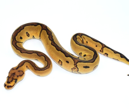 Pompeii CRYPTON Ball Python by Moonlight Exotic Morphs - MorphMarket