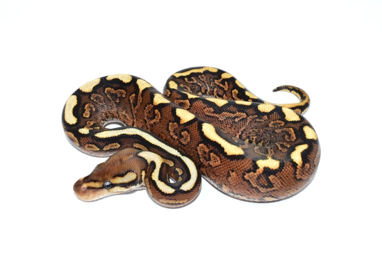 Pompeii Het Clown Ball Python by Moonlight Exotic Morphs