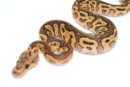 Red Stripe Black Pastel Fire Clown Ball Python by Moonlight Exotic Morphs