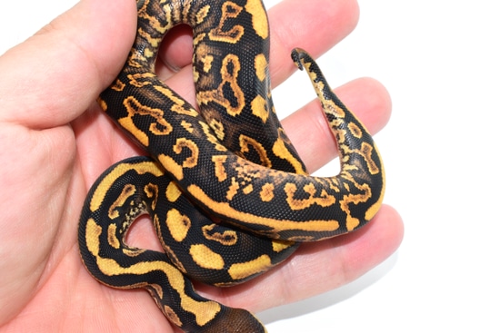 Black Pastel Yellowbelly Het Clown Ball Python by Moonlight Exotic Morphs