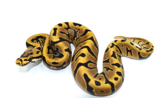 Spotnose Confusion Het Clown Ball Python by Moonlight Exotic Morphs