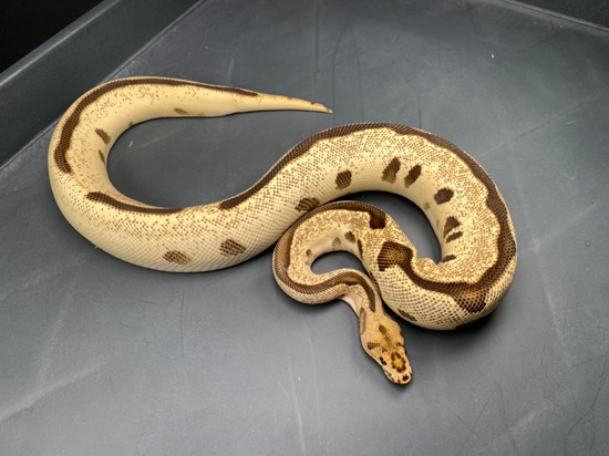 Proven Breeder OD Fire Leo Clown Ball Python by Moonlight Exotic Morphs